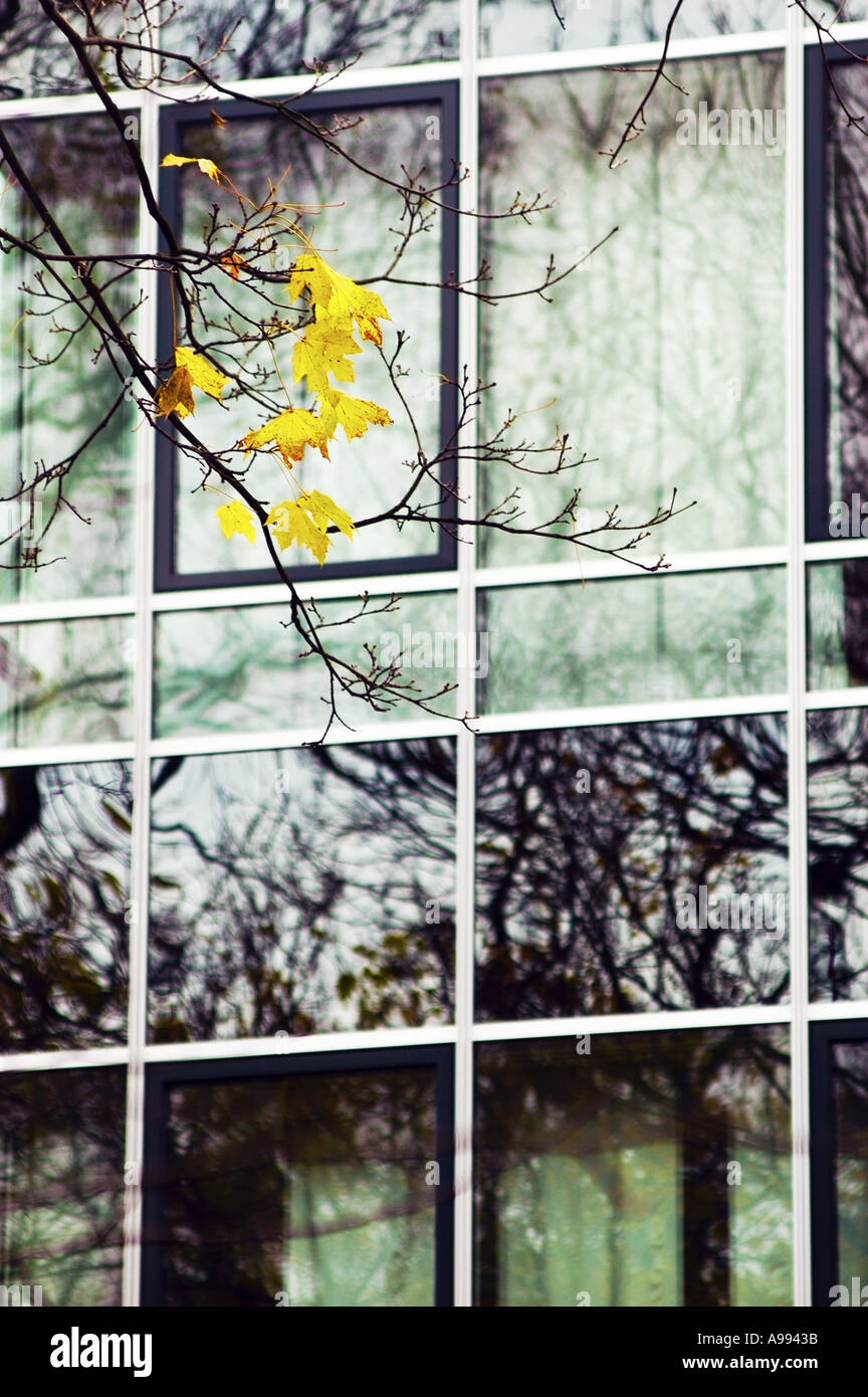 Fall leaves in front of office façade Stock Photo - Alamy