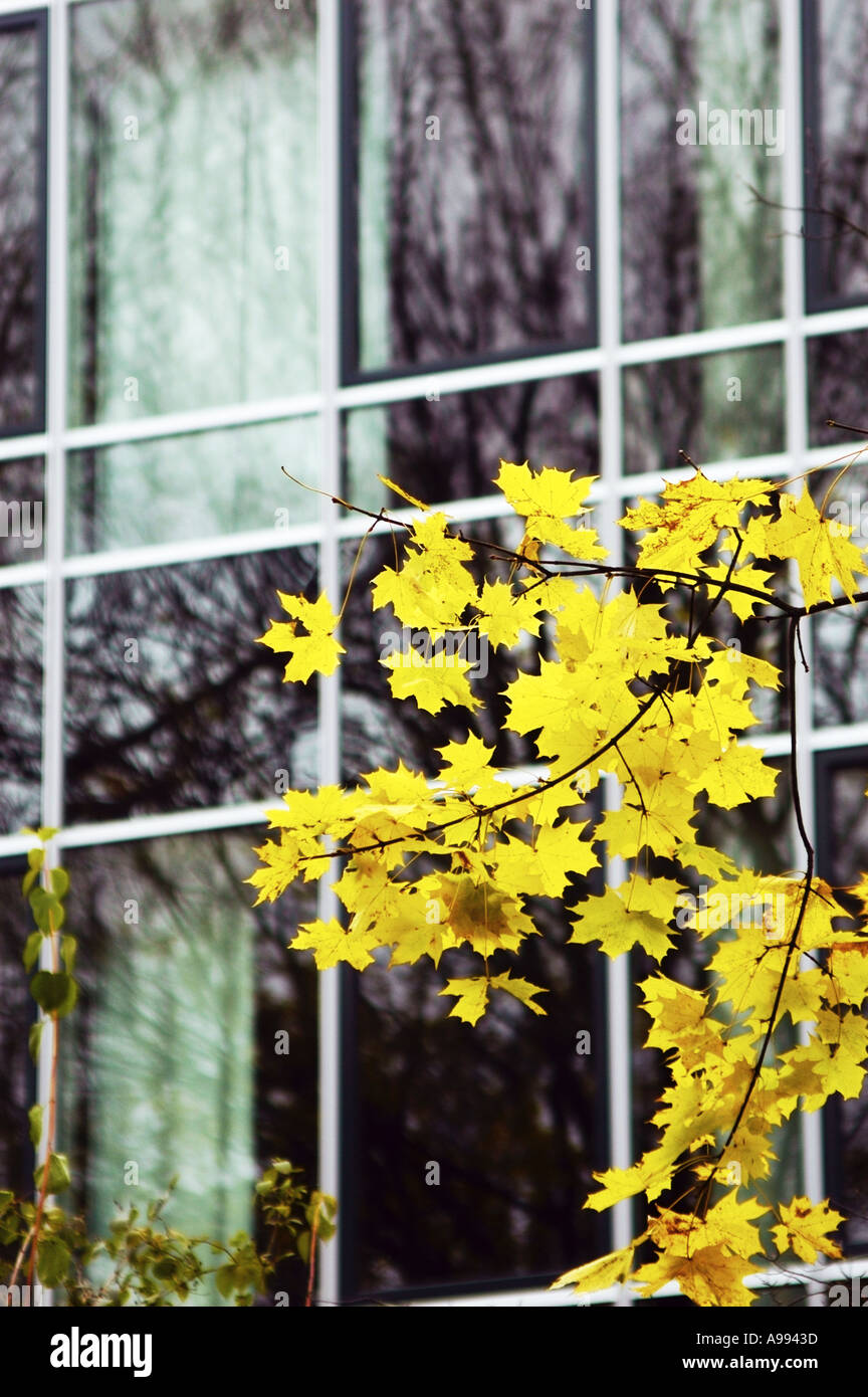 Fall leaves in front of office façade Stock Photo - Alamy
