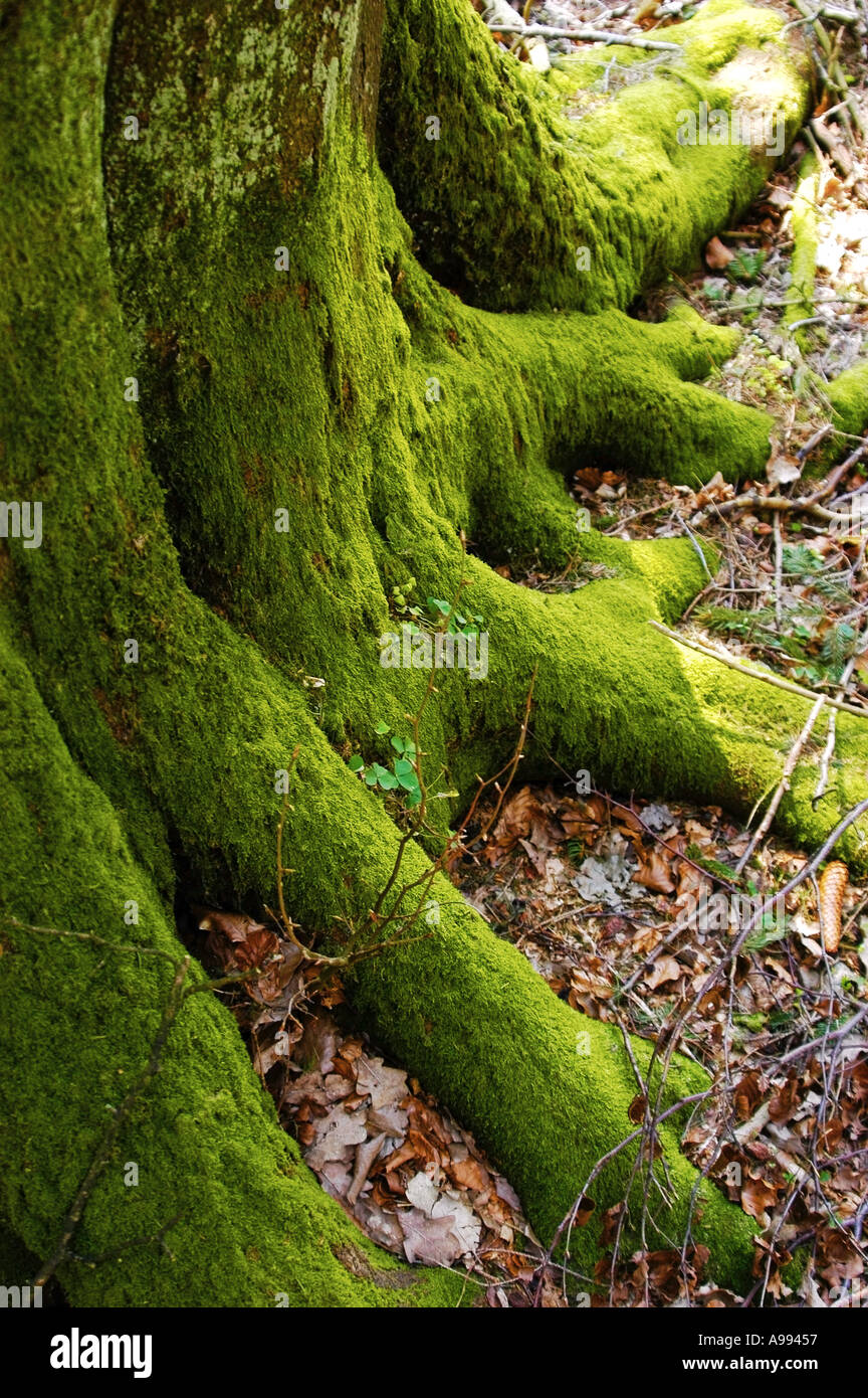 Moss overgrown tree roots Stock Photo - Alamy