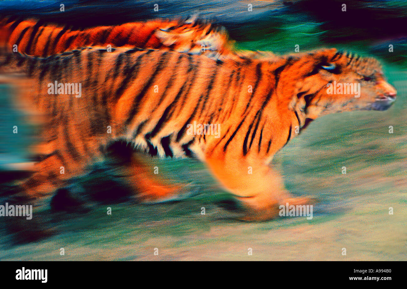 Two tigers running hi-res stock photography and images - Alamy