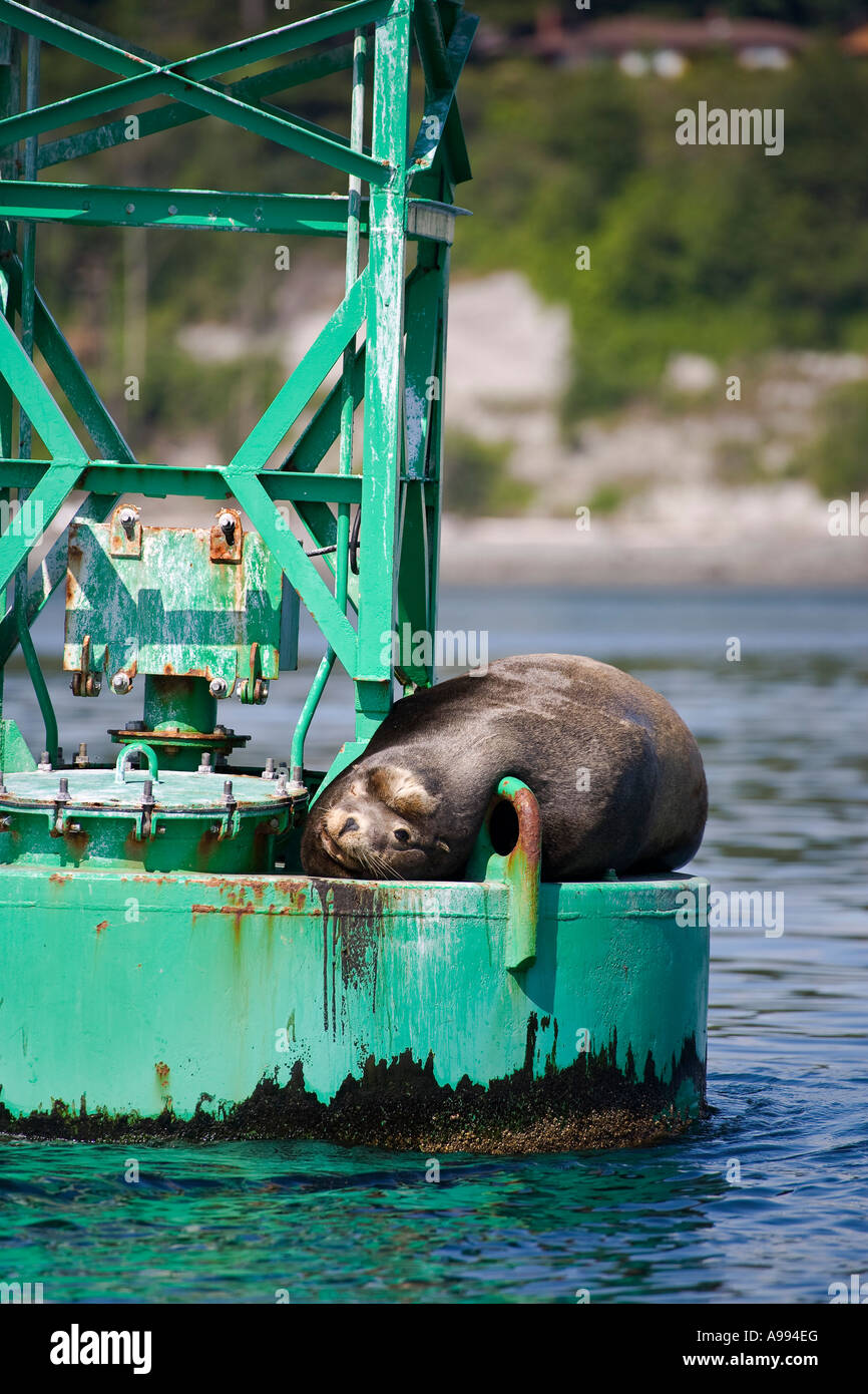 Sea lion lying on green channel marker buoy marking left side of ...