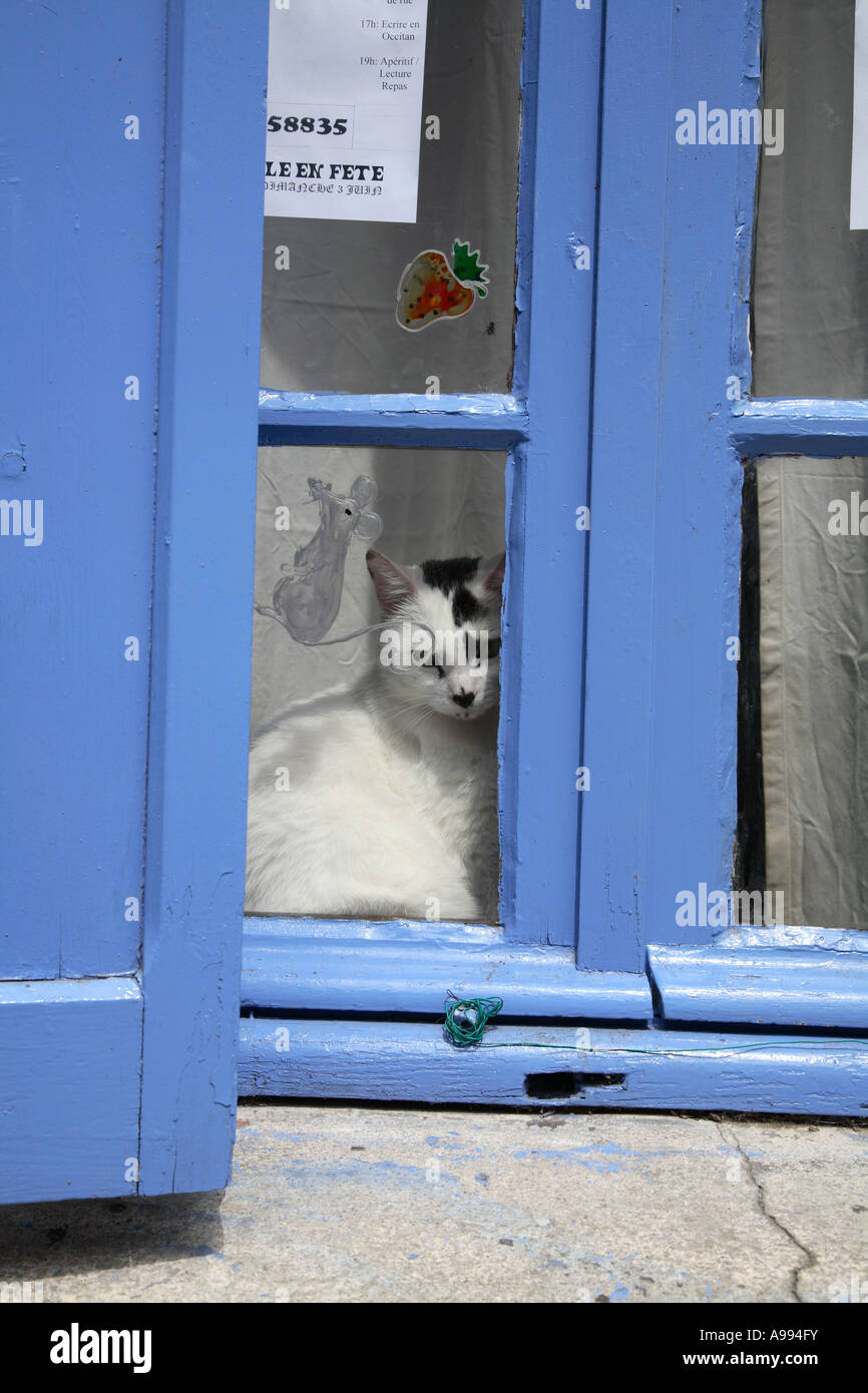 cat in the window watching Stock Photo - Alamy