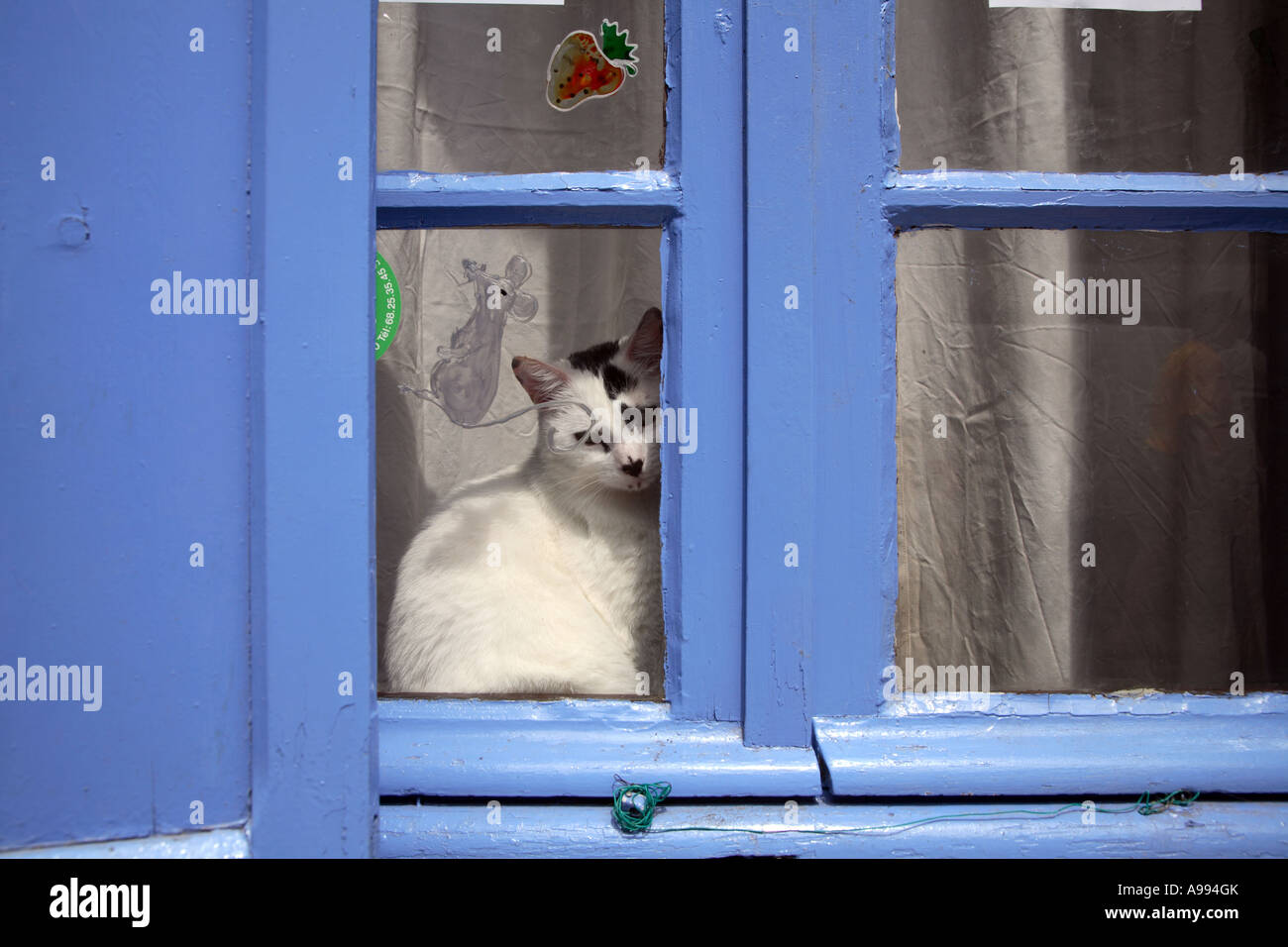 cat in the window watching Stock Photo - Alamy