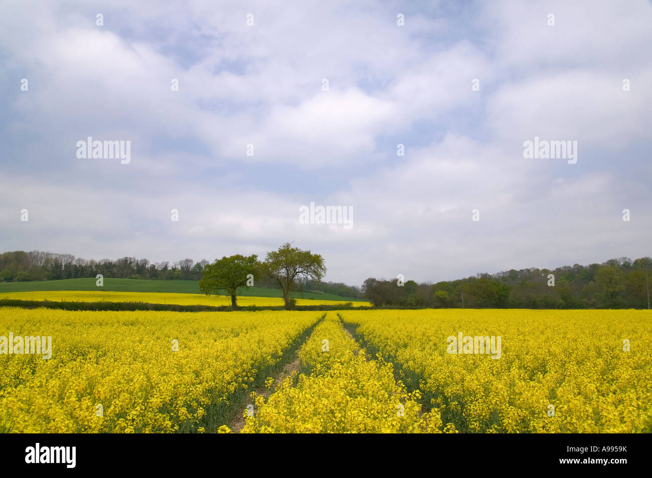 Summer landscape of an oilseed field with a tractor path leading the ...