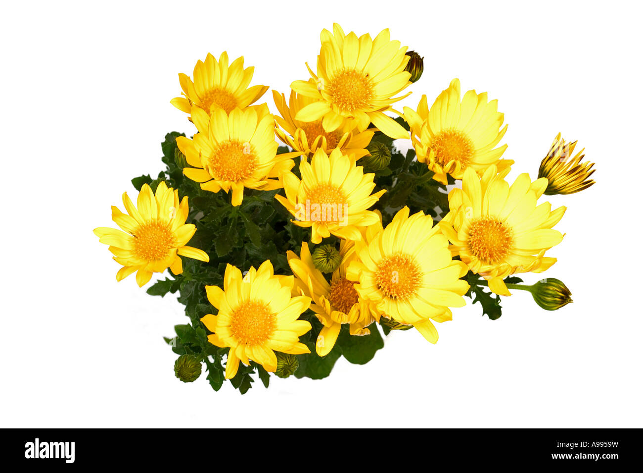 Bunch of yellow flowers isolated on white Stock Photo - Alamy