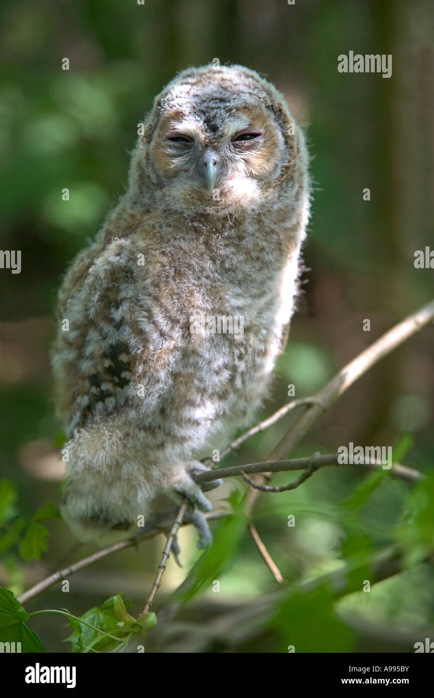 Owl hi-res stock photography and images - Alamy