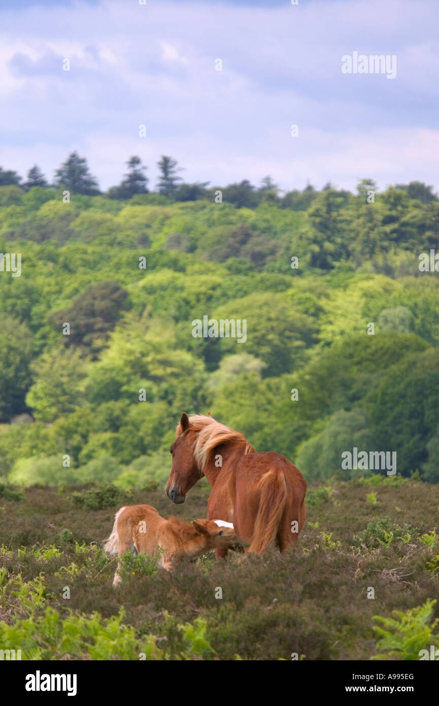 Wild mare nursing her young foal with forest in the background New ...