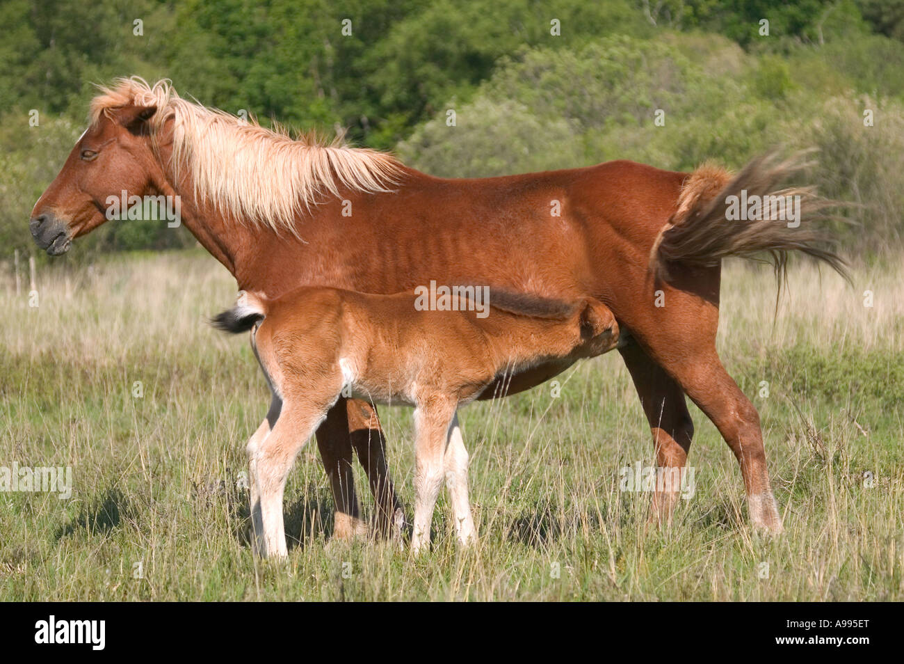 Profile of a wild mare feeding her foal New Forest, Hampshire, England ...