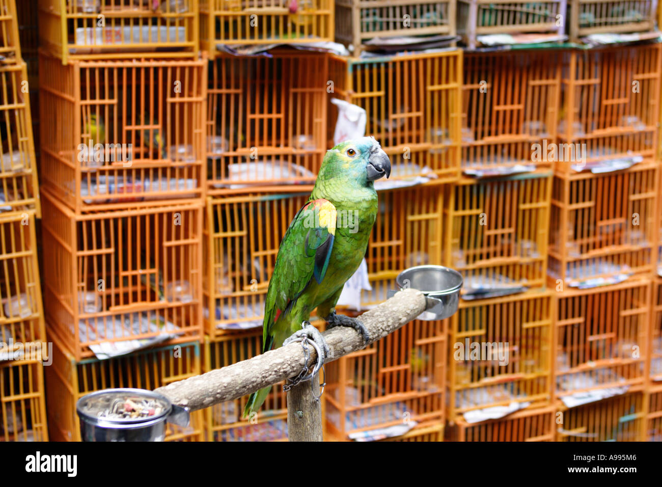 Parrot Yuen Po Street Bird Garden Market Mongkok Kowloon Hong Kong ...