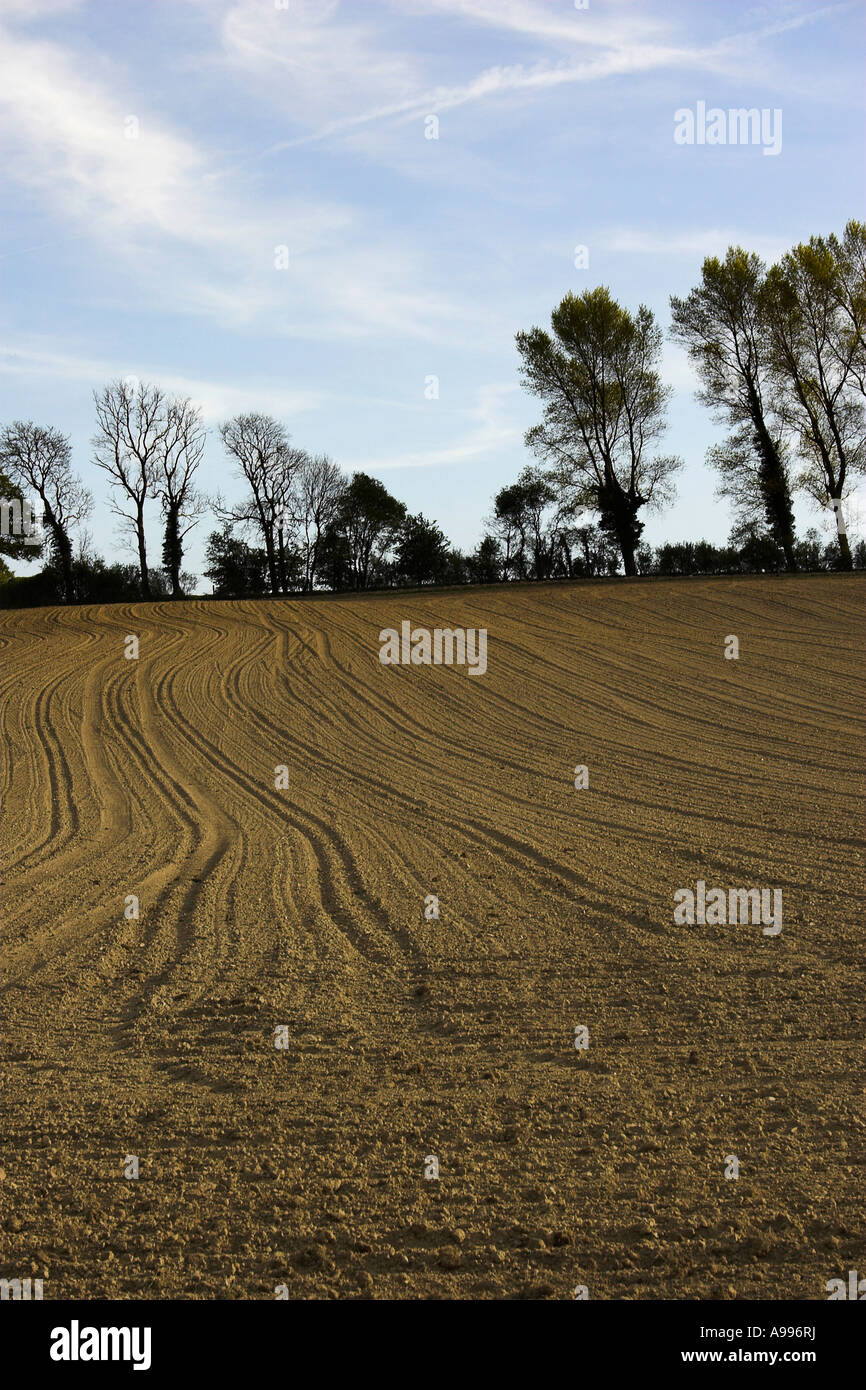 Hedgerow spring england uk day daytime hi-res stock photography and ...
