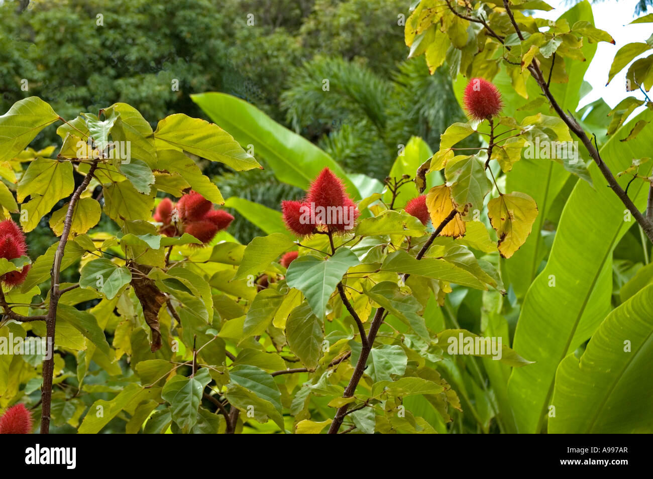 The spiny red fruit with hard, deep red seeds of The Lip Stick Tree ...