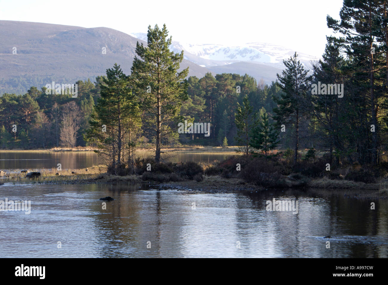 Loch morlich bridge hi-res stock photography and images - Alamy