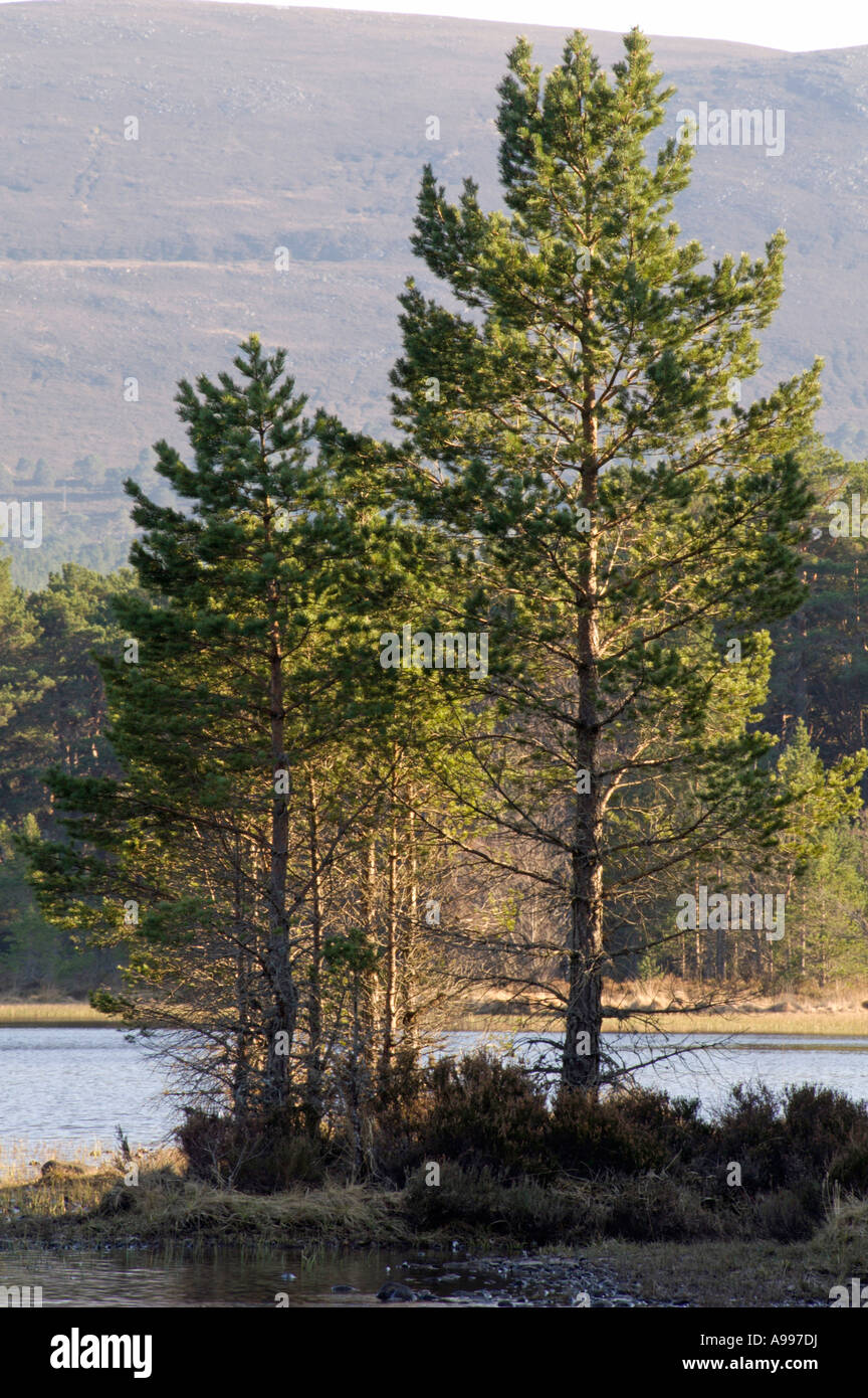 Water skiing and more lake hi-res stock photography and images - Alamy