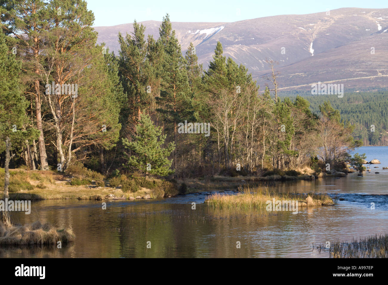 Loch morlich bridge hi-res stock photography and images - Alamy