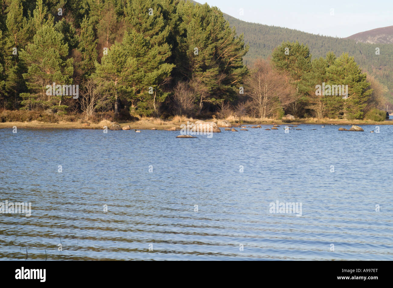Loch morlich bridge hi-res stock photography and images - Alamy