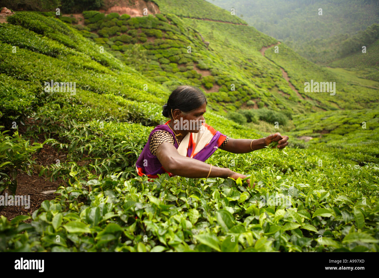 South indian woman, tea hi-res stock photography and images - Alamy