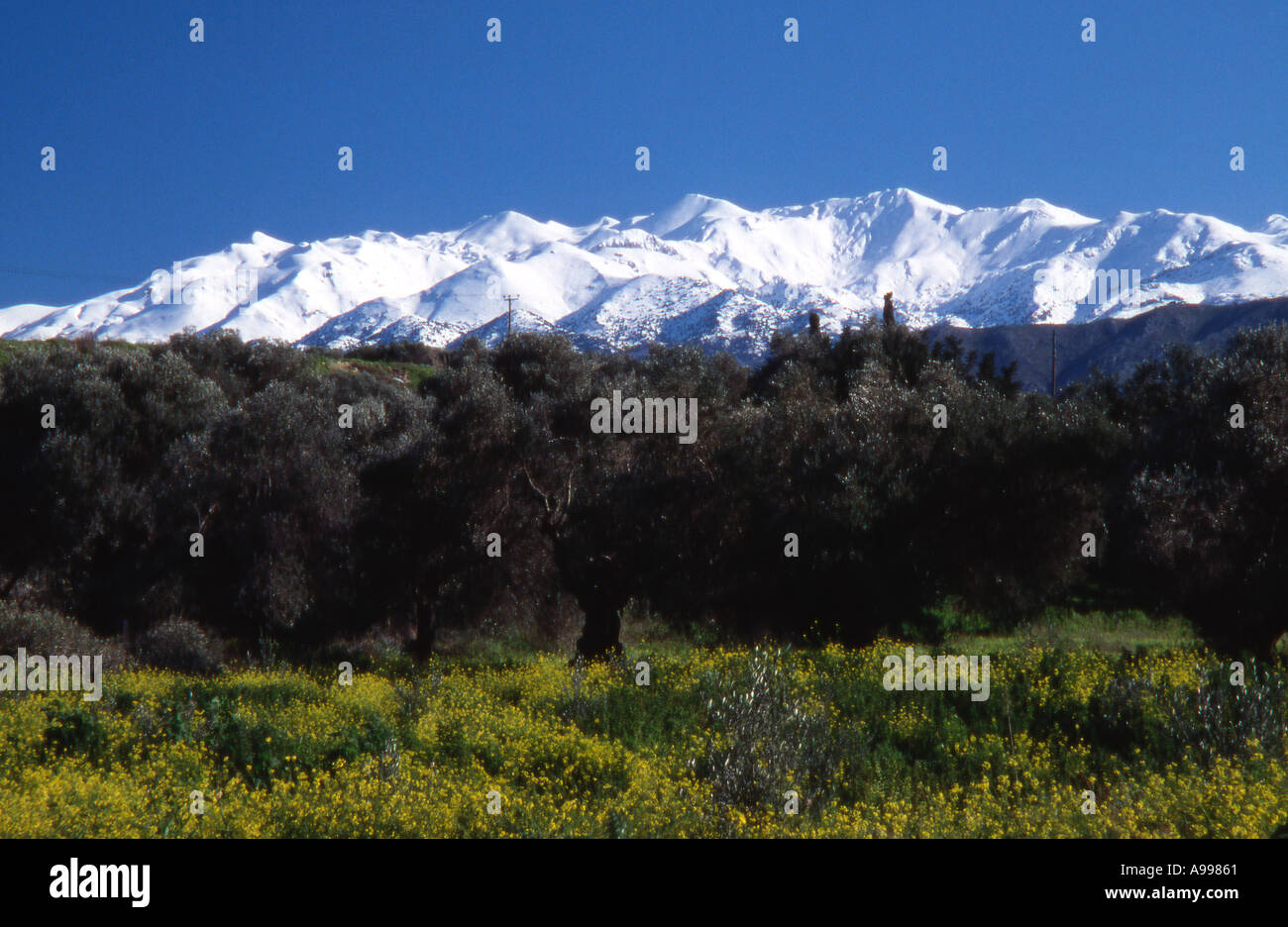 Western crete olive groves hi-res stock photography and images - Alamy