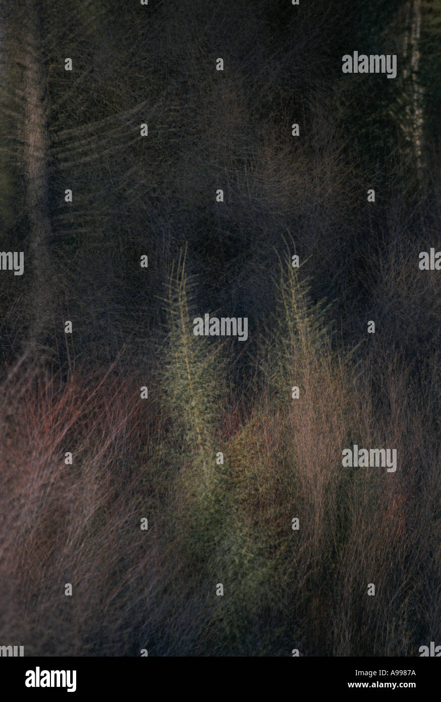 Multiple exposure of Aspen evergreen trees looks like abstract art ...