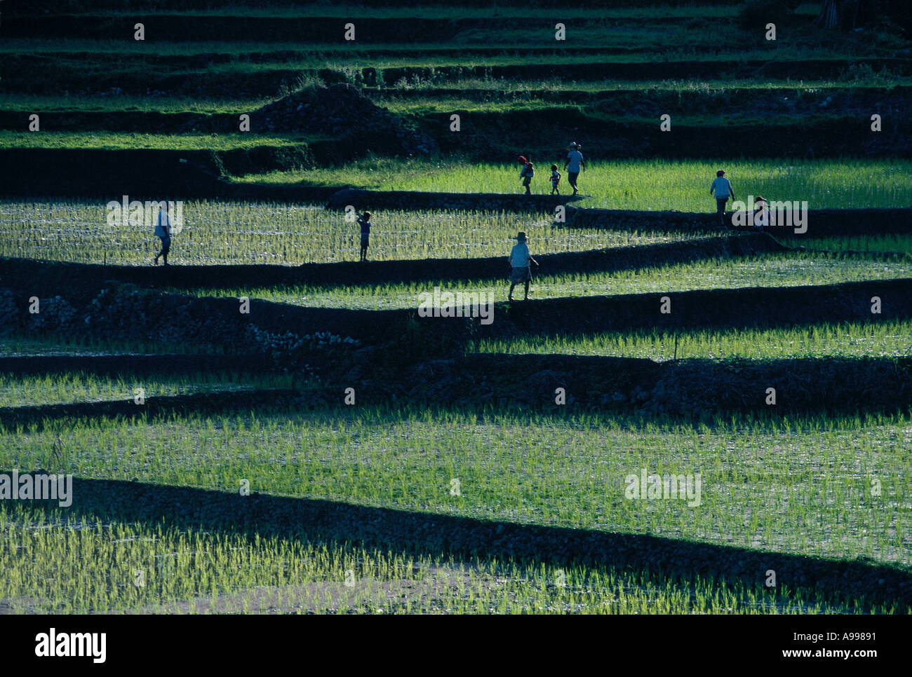 Adults and children walk across dikes separating terraced rice paddys ...
