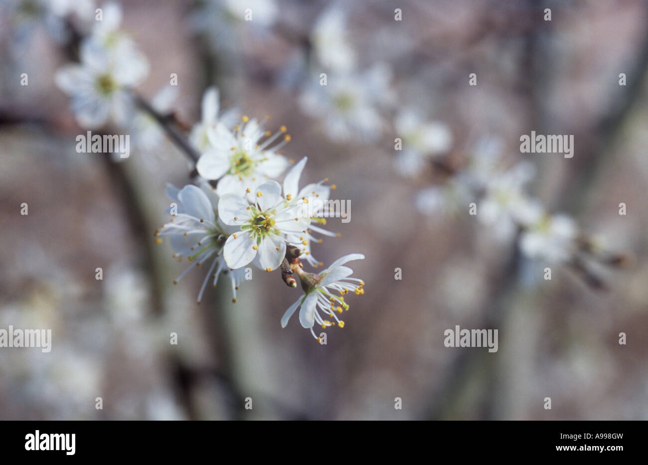 Prunus the bride hi-res stock photography and images - Alamy