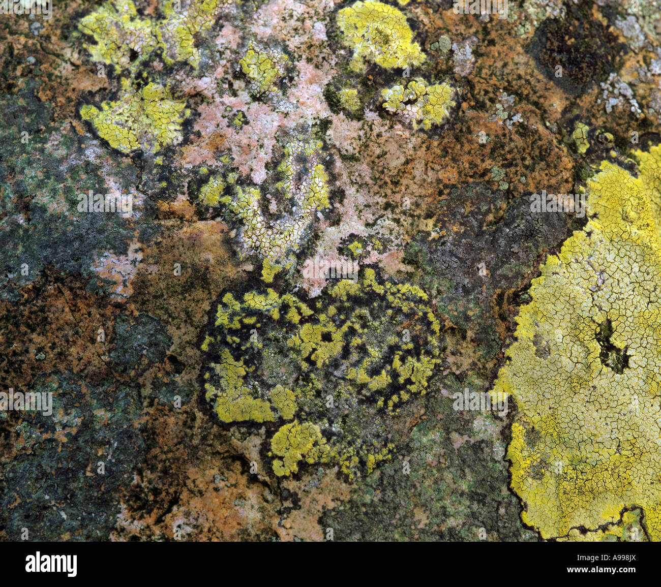 Close up of lichen on rock Stock Photo - Alamy