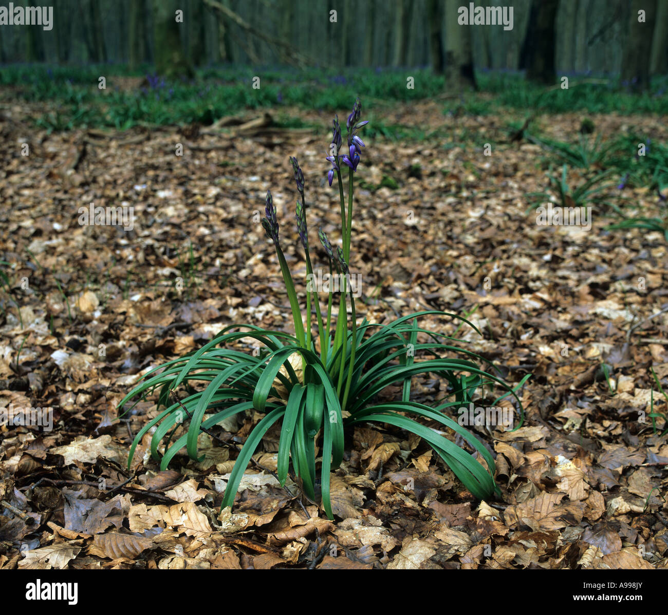 A close up of a single Bluebell plant growing in the forest floor ...