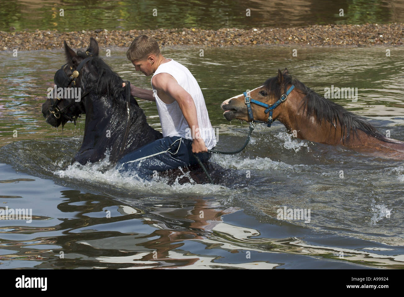 Man and horses Appleby horse fair Stock Photo - Alamy