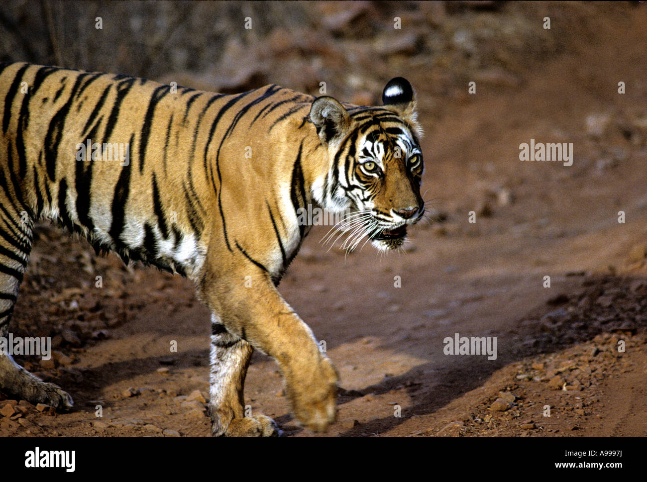Female tiger, crossing path Stock Photo - Alamy