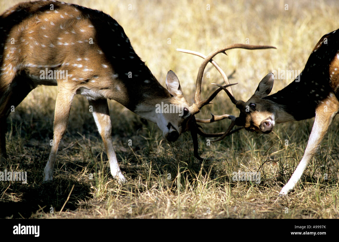 A pair of Chital fighting Stock Photo - Alamy