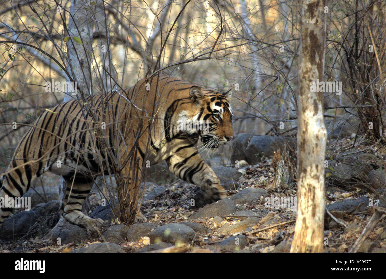 A male Bengal tiger Stock Photo - Alamy