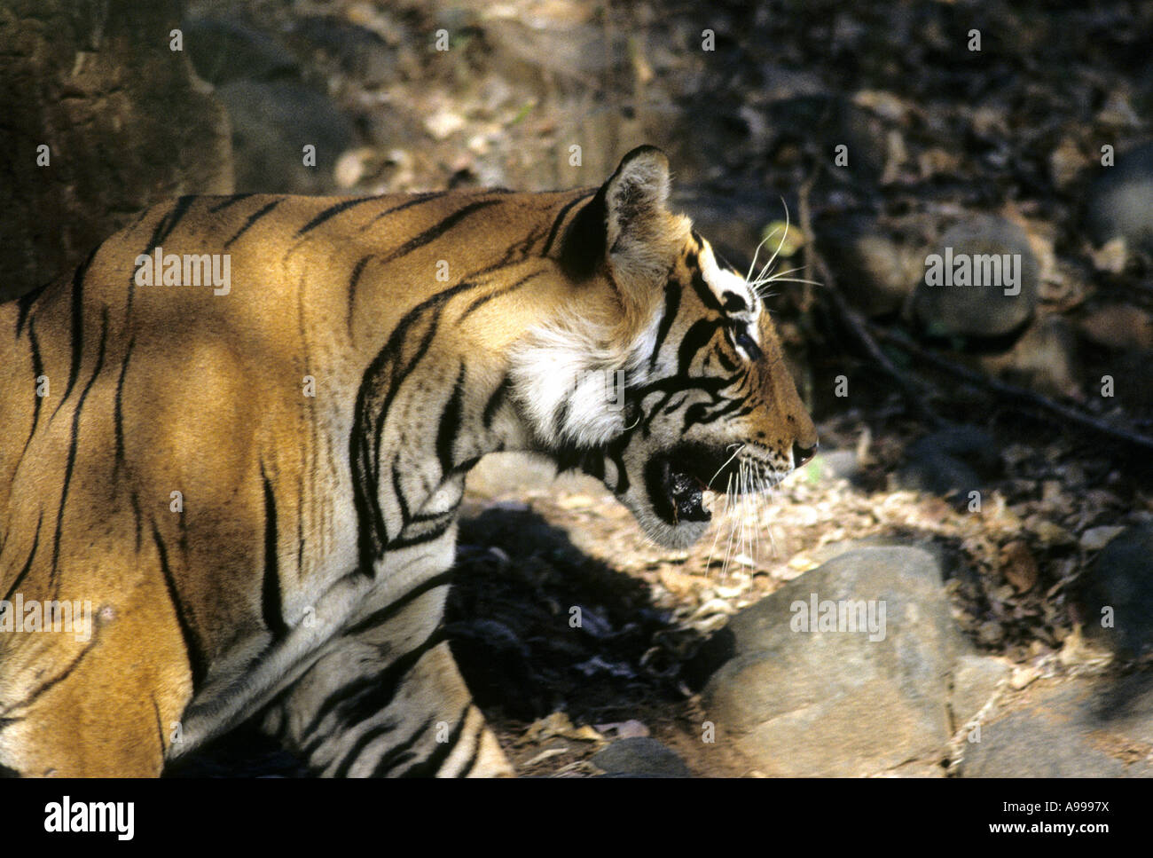 A male Bengal tiger Stock Photo - Alamy
