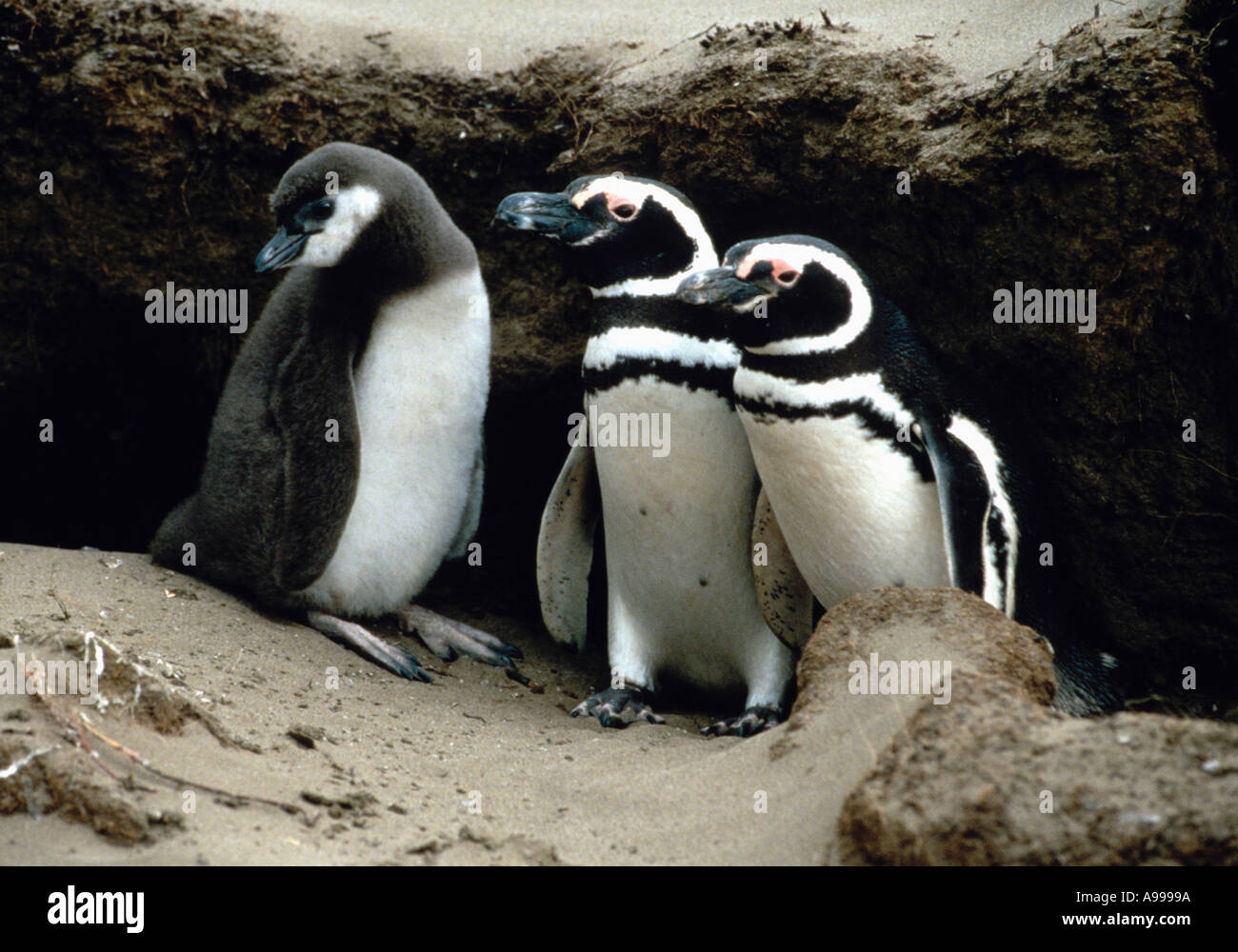 A family of Magallanic penguins in front of their burrow nest on the ...