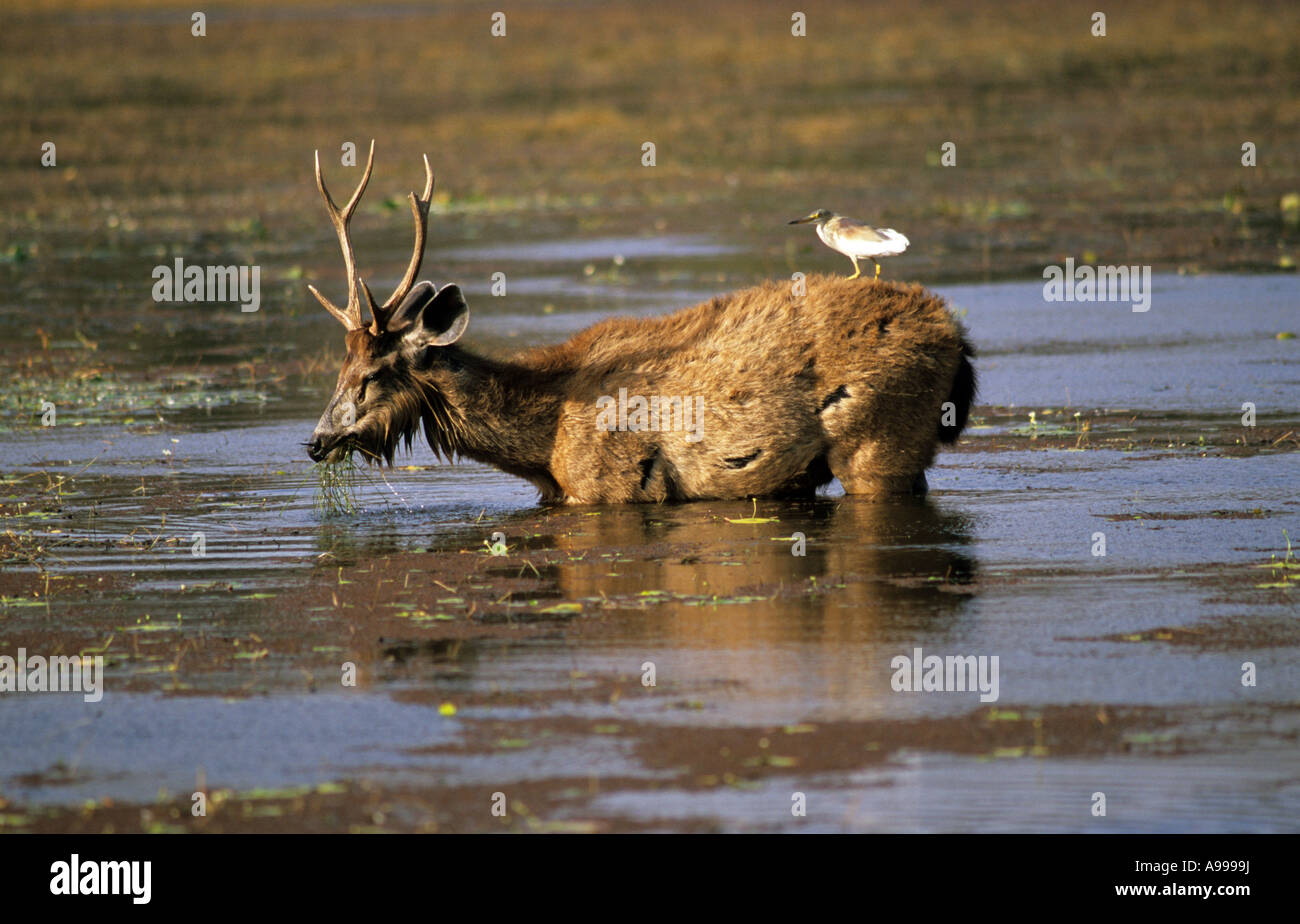 Alert male sambar deer hi-res stock photography and images - Alamy