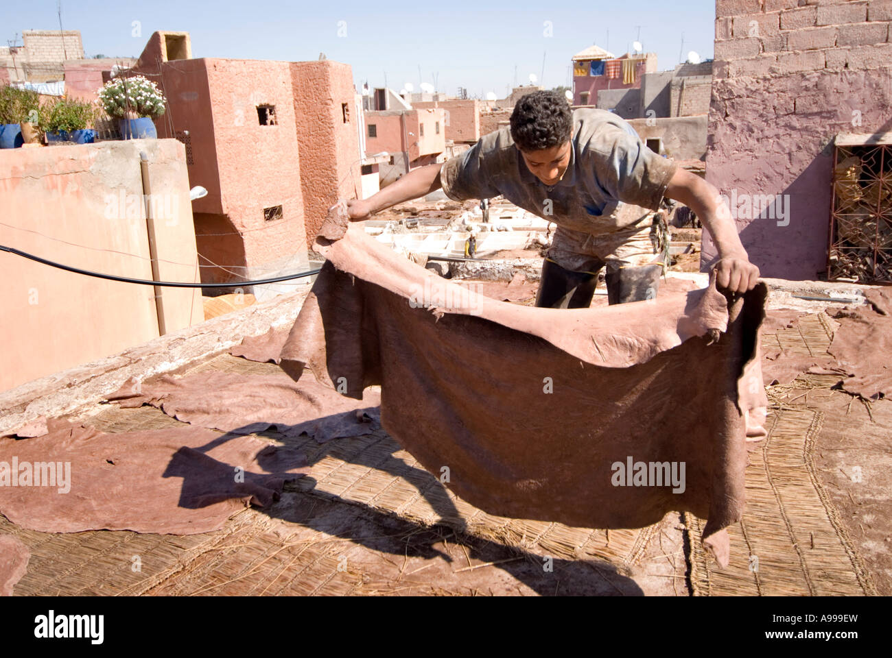 Person laying out wet treated hide on rooftops to dry in the sun at the ...