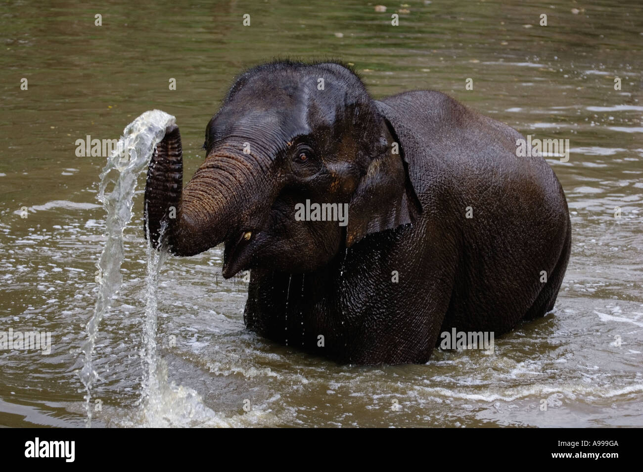 Elephant with water spray hi-res stock photography and images - Alamy