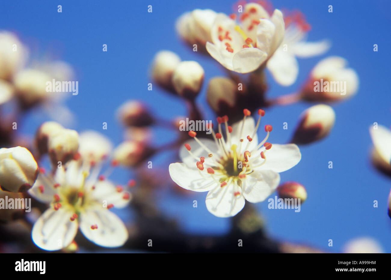 Close up of a stem of white flowerheads of Blackthorn or Prunus spinosa ...