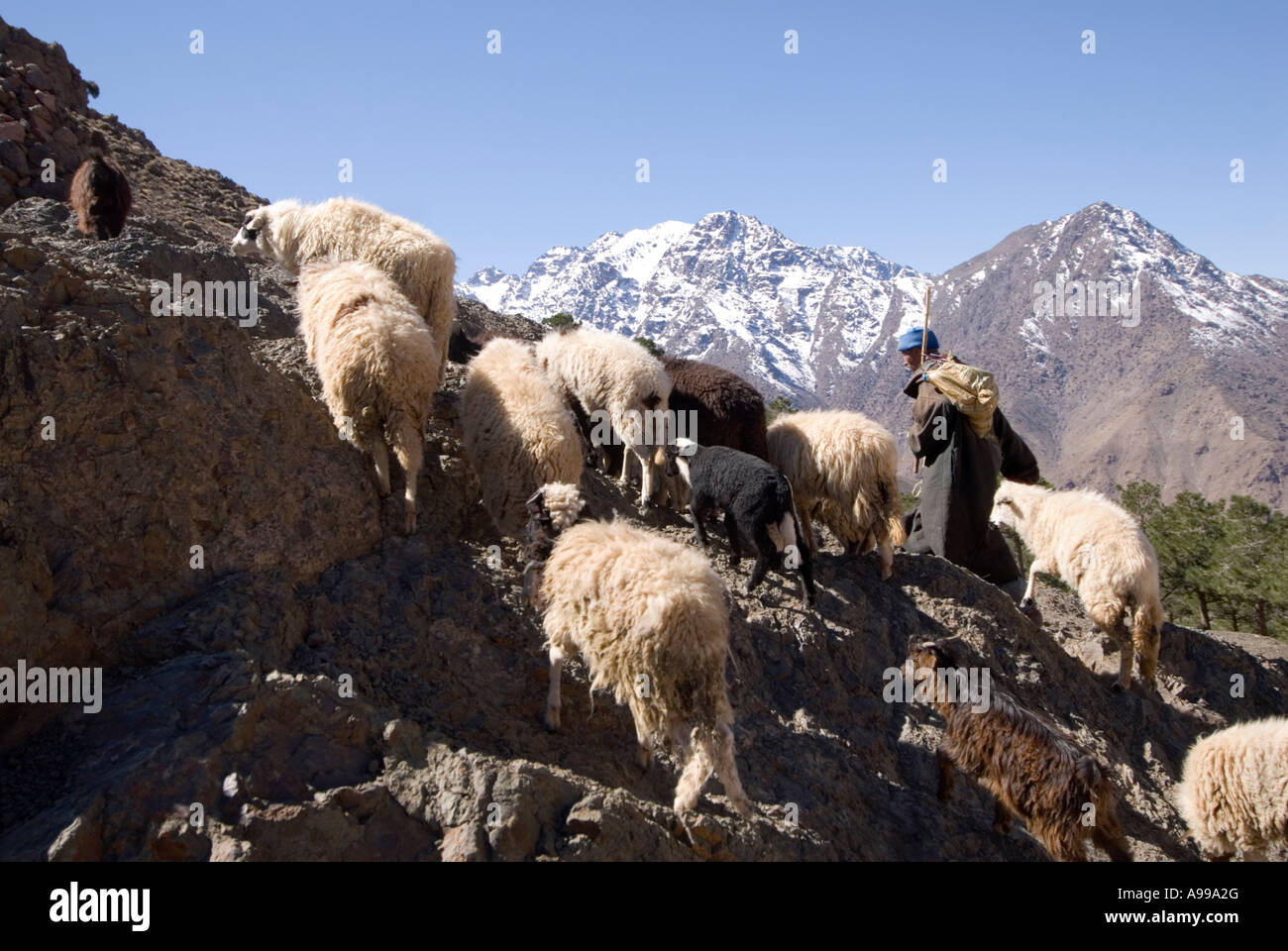 Shepherd with flock of sheep climbing up a mountainside in the High ...