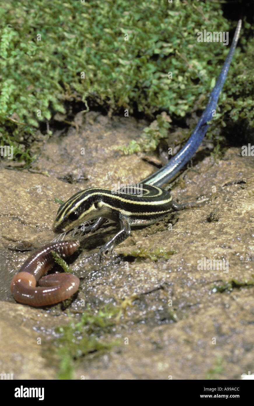 Garden drama: A Five-lined Skink, Eumeces fasciatus, predator attacking ...