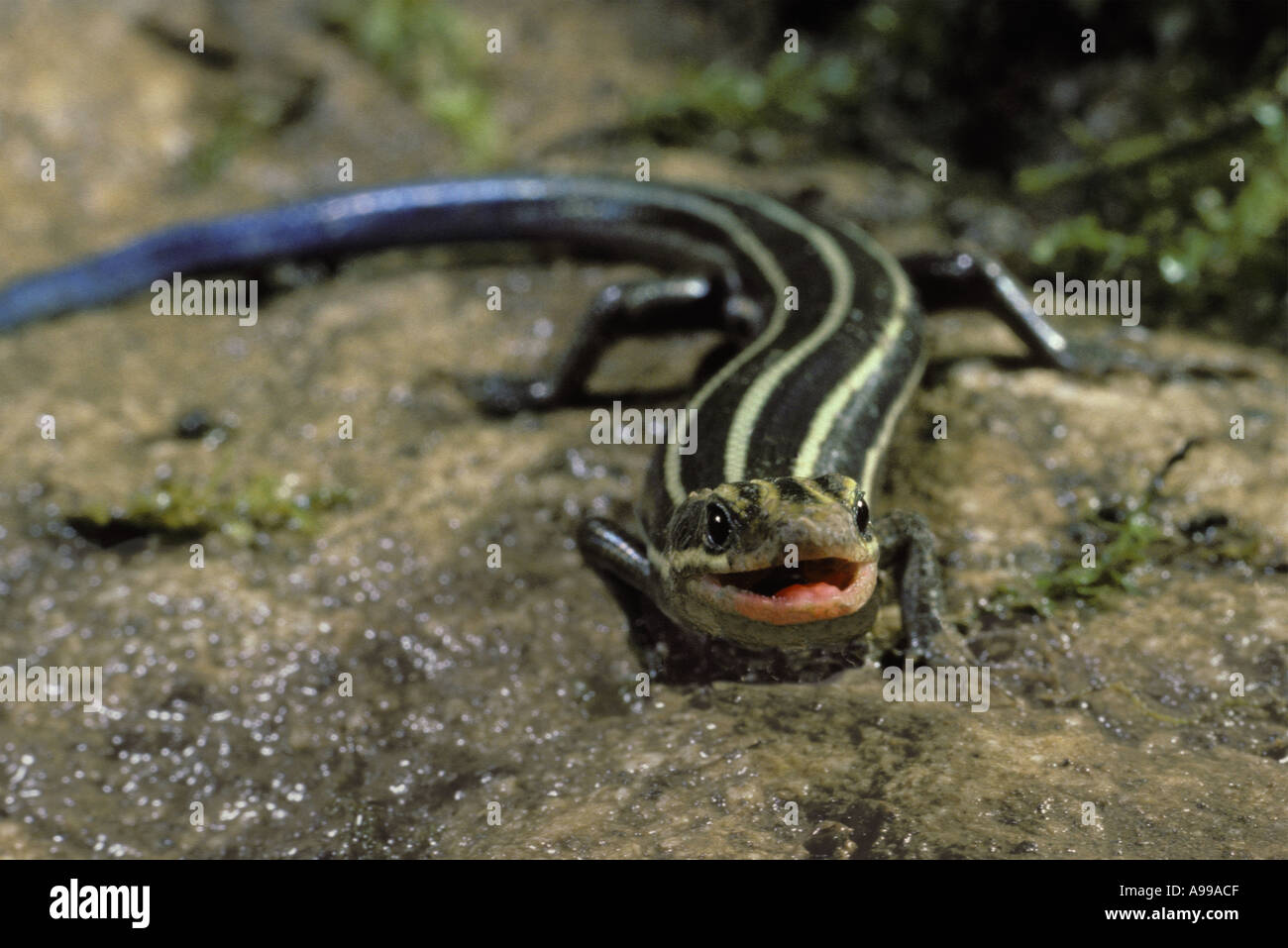 Close up of an expressive smiling five-lined skink, Eumeces facsiatus ...