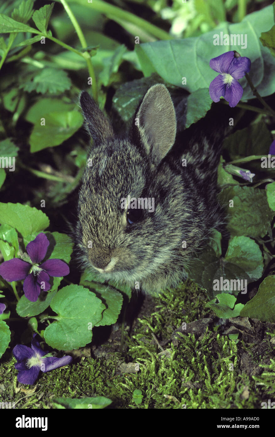 Sylvilagus floridanus hiding hi-res stock photography and images - Alamy