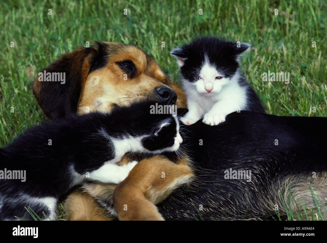 Cute kittens playing garden hi-res stock photography and images - Alamy