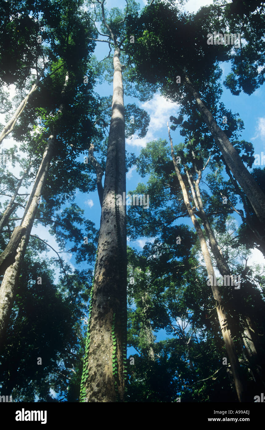 Rainforest trees , Sabah, Malaysia Stock Photo - Alamy