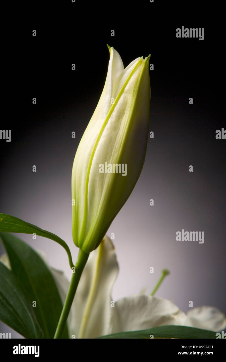 lily flower bud Stock Photo - Alamy
