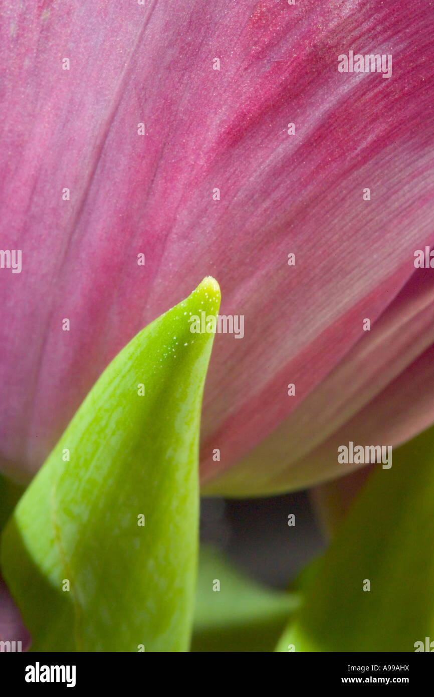 Studio photograph of purple tulip flower hi-res stock photography and ...