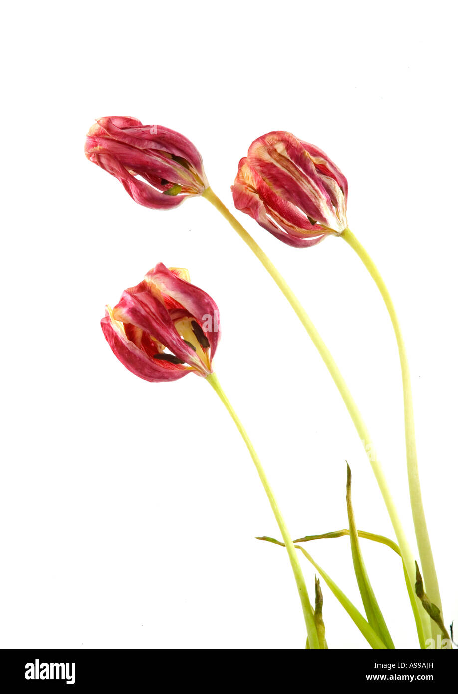 Dead tulip flowers on a white background Stock Photo - Alamy