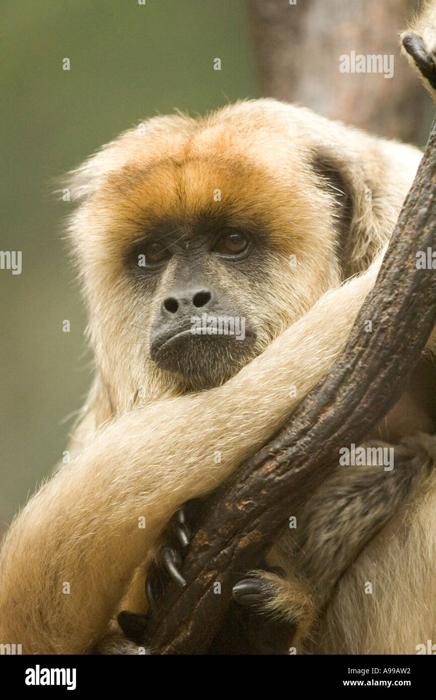 Golden Monkey in a tree Stock Photo - Alamy