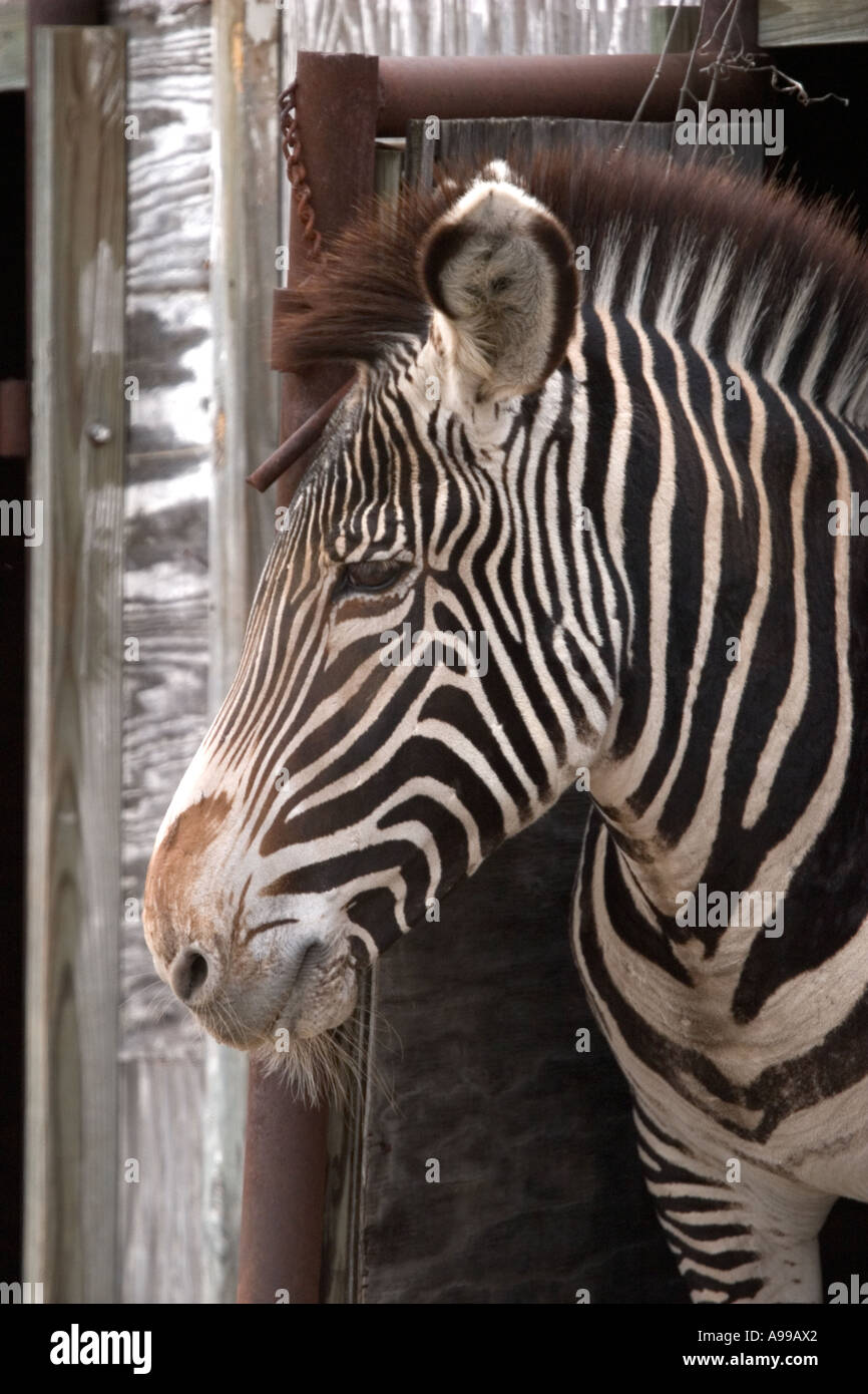 Zebra in a shed Stock Photo - Alamy