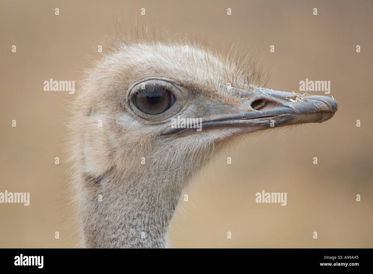 Ostridge facing sideways hi-res stock photography and images - Alamy
