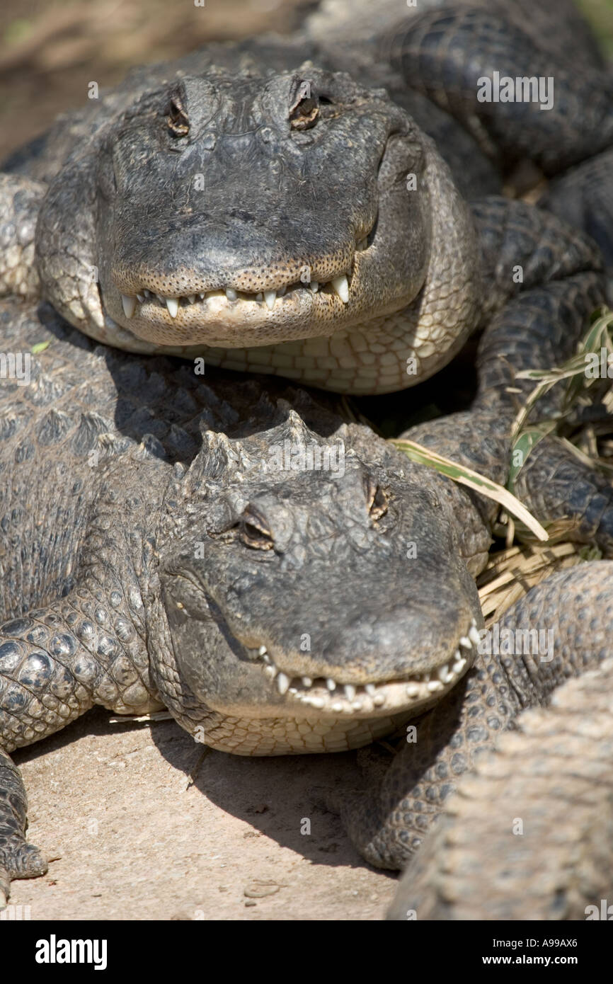 Breeding of alligators hi-res stock photography and images - Alamy