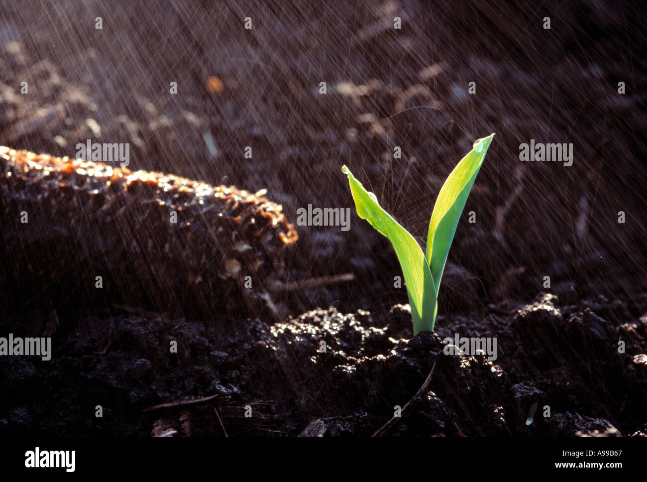 Crop Rain High Resolution Stock Photography and Images - Alamy